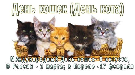 День кошек (День кота). Как отмечают в разных странах. Интересные факты ...
