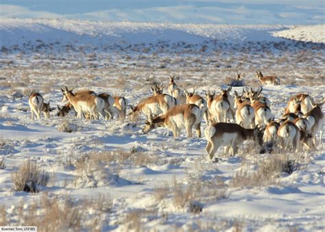 Pronghorn Facts Pictures Video And In Depth Info Second Fastest Animal