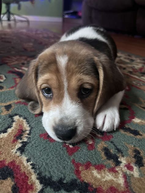 Ellie Mae Is Ready For Her Close Up Rrarepuppers