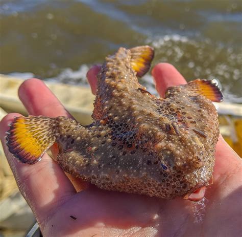 I Caught A Cute Polka Dot Batfish Marinebiology