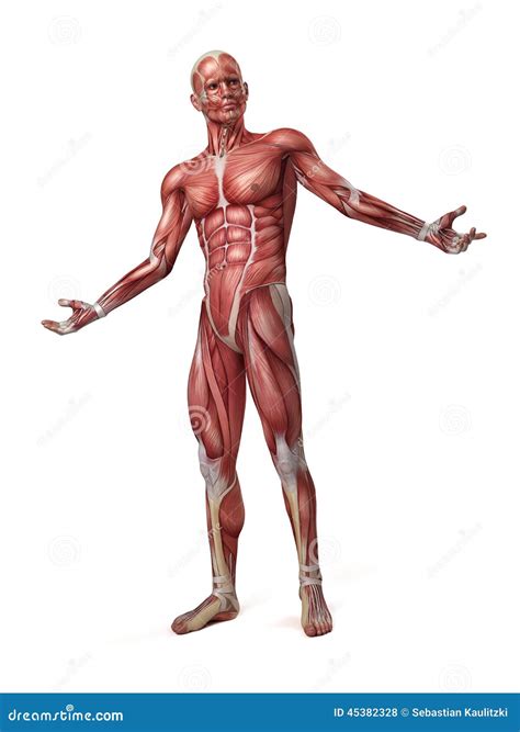 The Male Muscular System Stock Illustration Illustration Of Biology