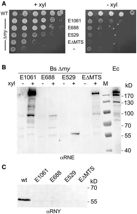 Functional Complementation Of B Subtilis Rny By E Coli Rnase E A Download Scientific