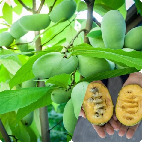 Paw Paw Tree Seeds For Planting 10 Seeds Edible Fruit