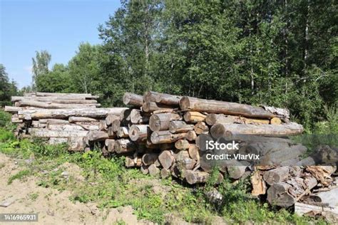 자작 나무의 숲 건조한 통나무에서 열린 곳에서 썩어가는 것 무리 0명에 대한 스톡 사진 및 기타 이미지 0명 건조한 금이 간 Istock