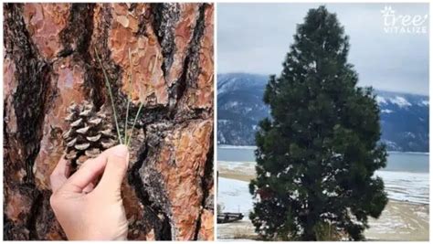 38 Different Types Of Pine Trees And Their Identifying Features