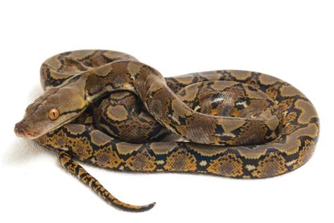 Reticulated Python Python Reticulatus Isolated White Background — Stock