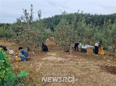 봉화군 태풍 ‘힌남노 피해 과수농가 긴급 일손지원 ‘구슬땀 뉴스로