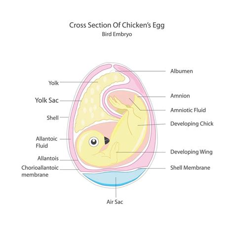 Chicken Egg Diagram