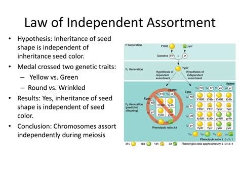 Ppt Patterns Of Inheritance Powerpoint Presentation Free Download