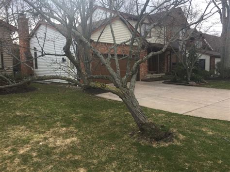 BEFORE AFTER TREE REMOVAL GeorgeKelley Org