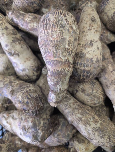 Macabo Cocoyam Distribution Lovaf