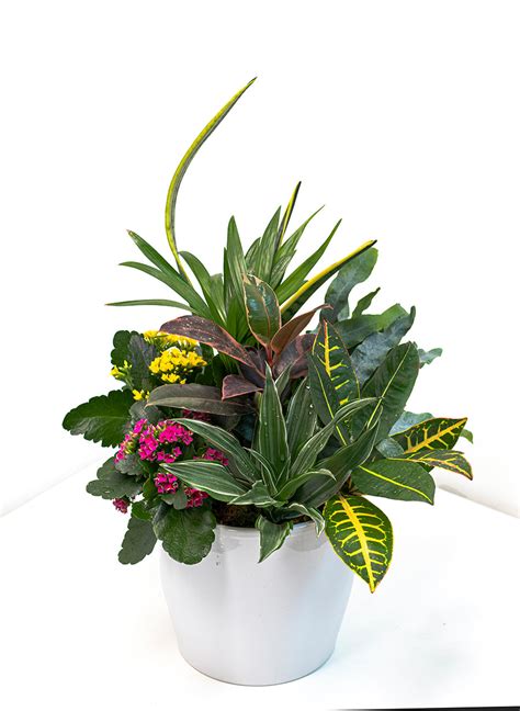 Assorted Plant Arrangement Flower And Plant Free Delivery Toronto