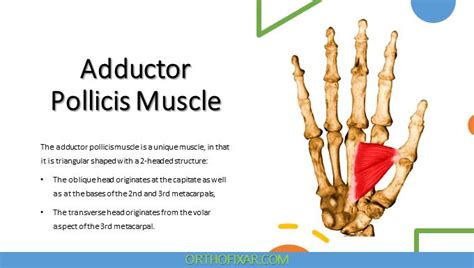 Adductor Pollicis Muscle Anatomy Orthofixar Orthopedic Surgery