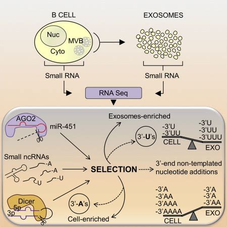 RNA Seq Reveals Distinct Features Of Exosomal Small RNA RNA Seq Blog
