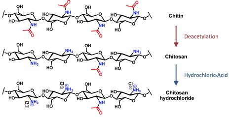 Oyster Mushroom Chitosan Hydrochloride Vegetal Chitosan Manufacturer
