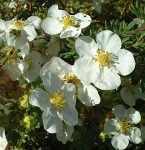 Proper Pruning Of A Potentilla Shrub