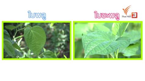 Thai Pbs On Twitter ใบพลูกับใบชะพลู ใครรู้บ้างว่าแตกต่างกันอย่างไรนะ หม้อข้าวหม้อแกง