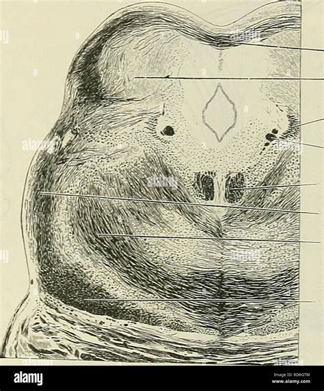 Medial Longitudinal Fasciculus Anatomy
