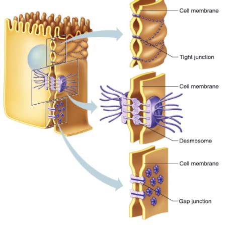 Chapter 5 Tissues Connective Tissues Flashcards Quizlet
