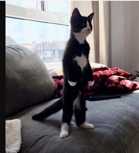 Коты стоят на задних лапах картинки и фото Koshka Top