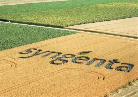CRISPR-Cas9 to help Syngenta improve crop efficiency | AGDAILY