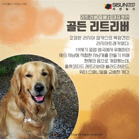 [카드뉴스] 영국의 신사견 ‘골든 리트리버 천사견으로 불리는 이유 시선뉴스