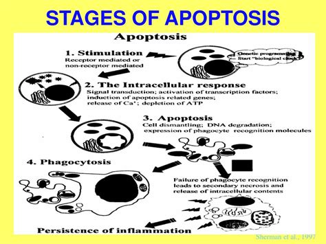 Ppt Apoptosis An Overview Powerpoint Presentation Free Download Id3643088