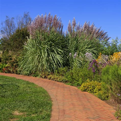 Hardy Pampas Grass Green Thumbs Garden