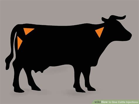 6 Ways To Give Cattle Injections Wikihow