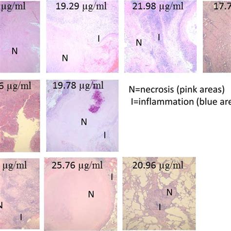 Representative Photomicrographs Of Hematoxylin And Eosin Stained