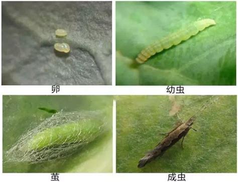 厉害了！秋冬季大棚蔬菜主要虫害防治技术！ 长江蔬菜