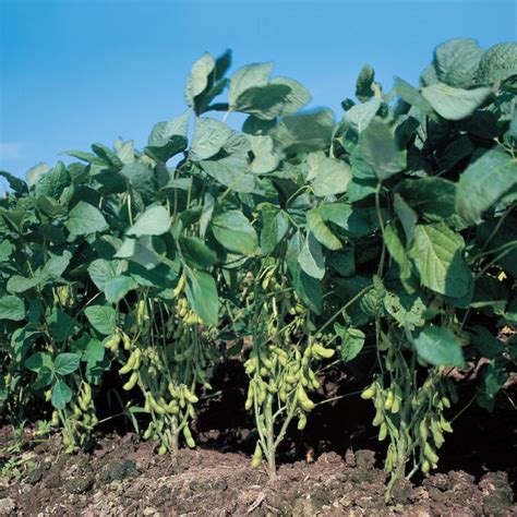 初心者でもできる！基本の土作りから肥料のやり方、野菜の種まき、栽培管理、病害虫対策、収穫まで、代表的な野菜の育て方を図解入りでわかりやすく解説