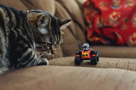 Cat Curiously Inspecting A Small Robot Toy On A Sofa Stock Illustration Illustration Of