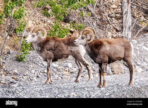 The Stones Sheep Ovis Dalli Stonei Stone Sheep Along The Alaska
