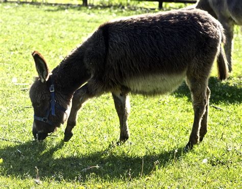 Definitive Guide To Miniature Donkey Facts Habitat Conservation
