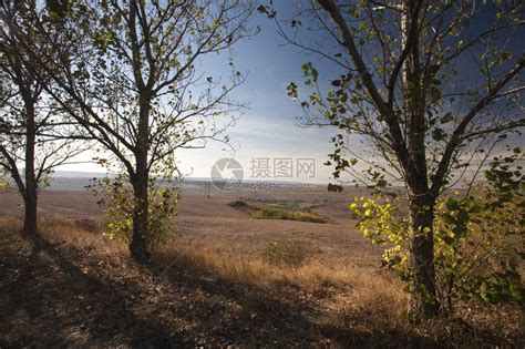 与杨树的冬天风景高清图片下载 正版图片503301923 摄图网