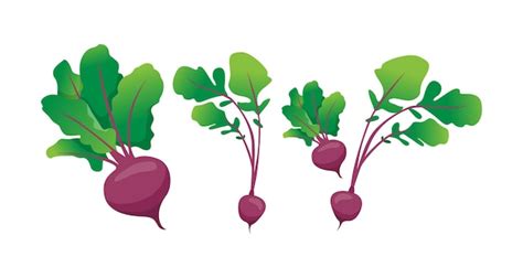 Premium Vector Vector Beetroot Illustration For Healthy Organic Food