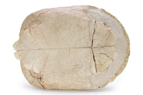 96 Fossil Female Tortoise Testudo Shell South Dakota 249243