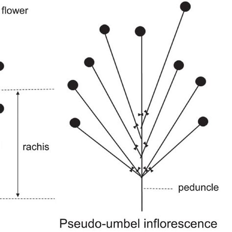 Diagram Of Inflorescence Types For Ochna Species Showing Three