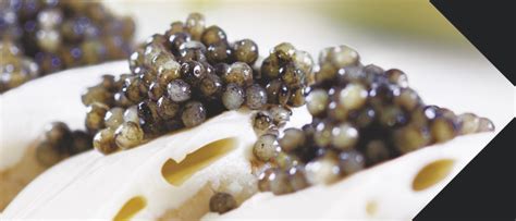 | Best Black Caviar