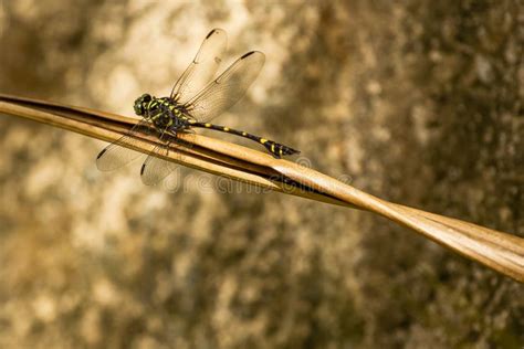 Club Tailed Dragonfly Stock Image Image Of Wing Spotted 34714609