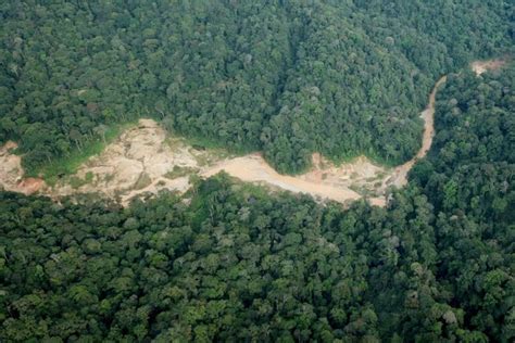 Pengertian Hutan Lindung Beserta Fungsi Dasar Dan Aturannya
