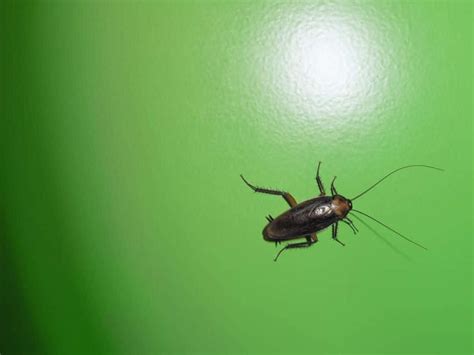 Download A Cockroach Is Sitting On A Green Wall