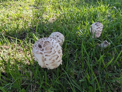 Chlorophyllum Molybdites Rmushrooms