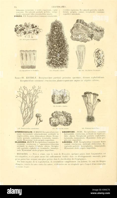 This Page From Botanique Cryptogamique A Botanical Work Details The