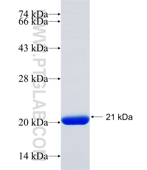 Acap1 Fusion Protein Ag34331 Proteintech