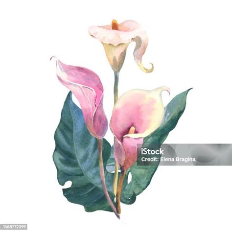 칼라스의 꽃다발 열대 꽃과 나뭇잎 수채화 그림 식물 그림 고립된 흰색 배경 스크랩북 초대장 인사말 카드 결혼식 생일을 위한 디자인 요소 식물학에 대한 스톡 벡터 아트 및