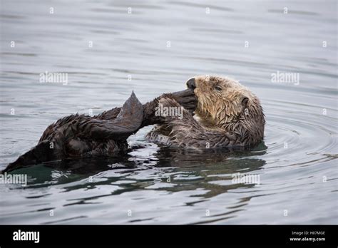 Sea Otter Enhydra Lutris Grooming Monterey Bay California Stock