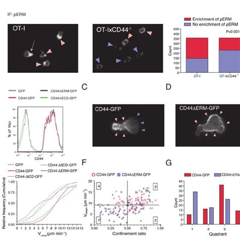 Cd44 Promotes Polarity Of Effector Ctl In Vitro And In Vivo Download
