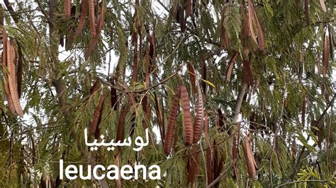 كيف تزرع شجرة اللوسينيا من البذور ، Growing Leucaena From Seeds Youtube